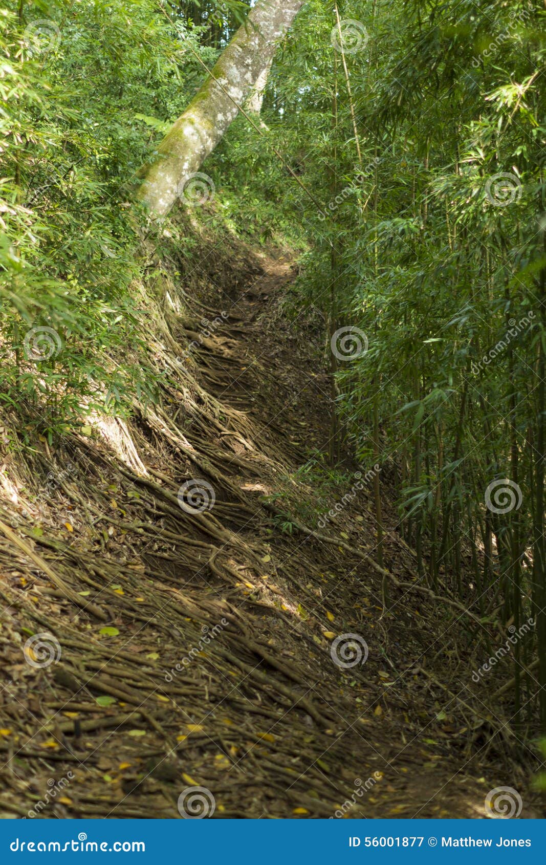 Trail of roots stock image. Image of nature, hiking, bamboo - 56001877