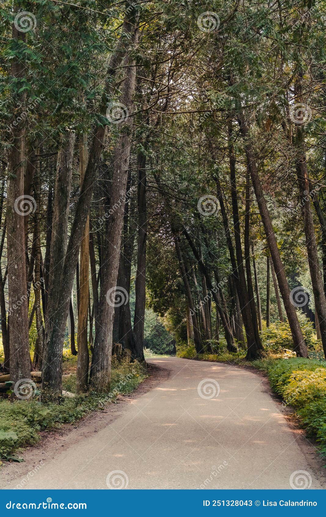 Trail Running through Forest Stock Image - Image of wilderness, pine ...