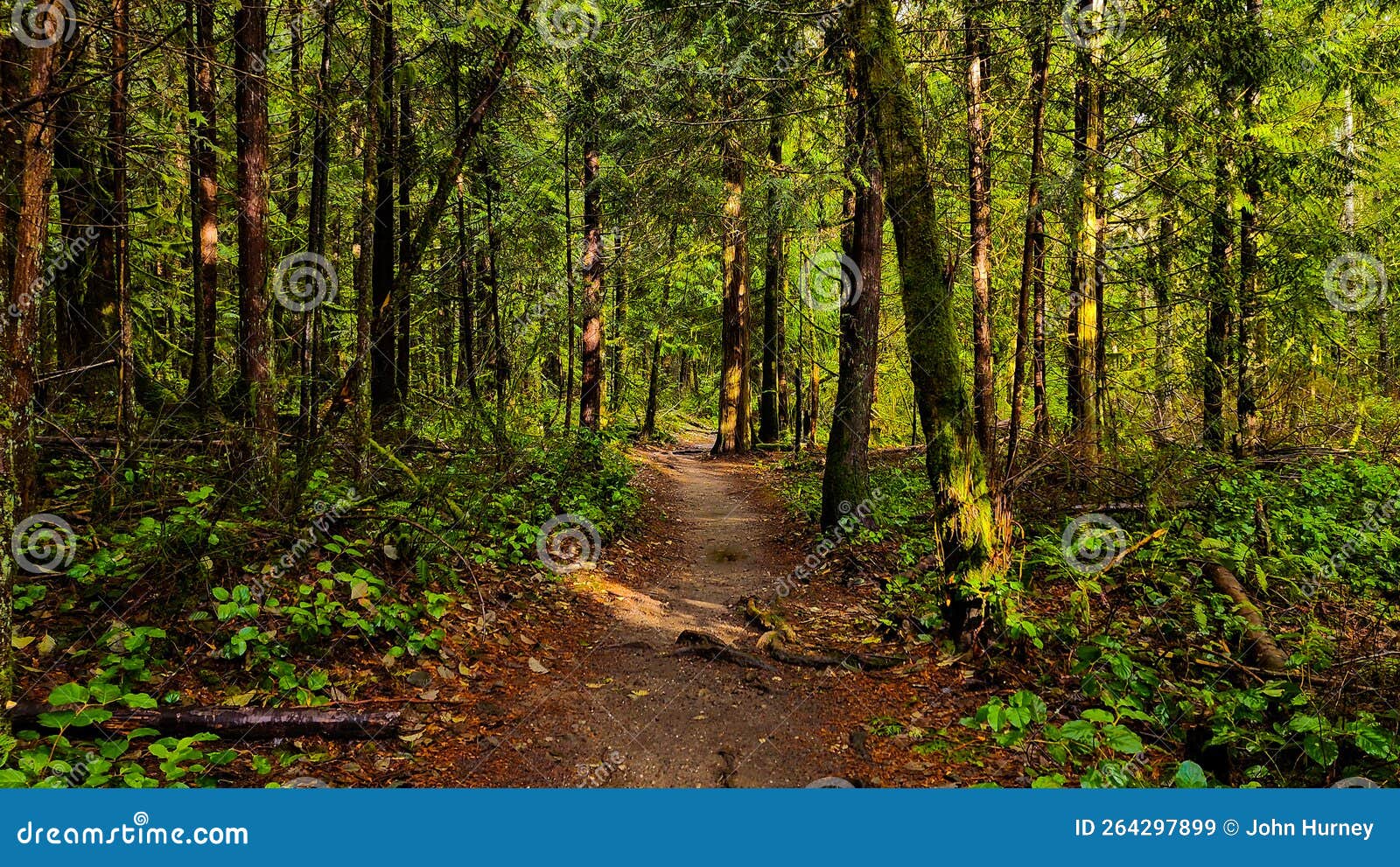 Trail Running through Green Forest Stock Image - Image of forest, green ...