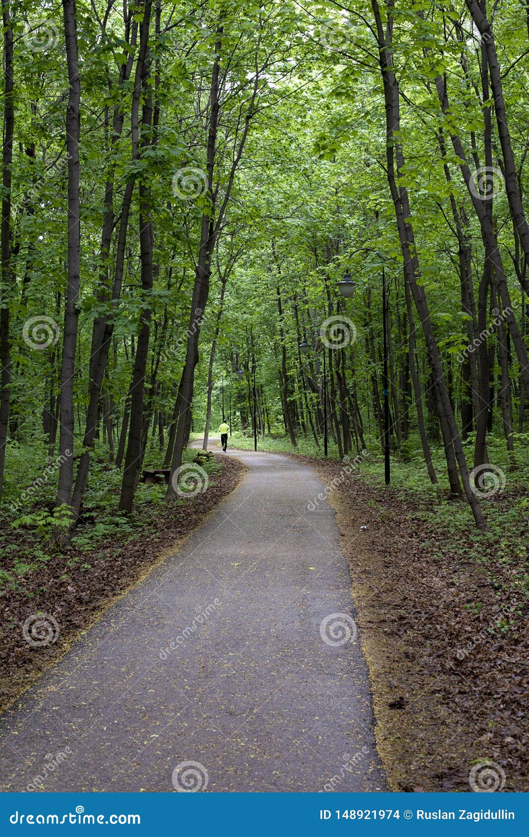 Trail Running through the Park with Tall Trees on a Summer Day Stock ...