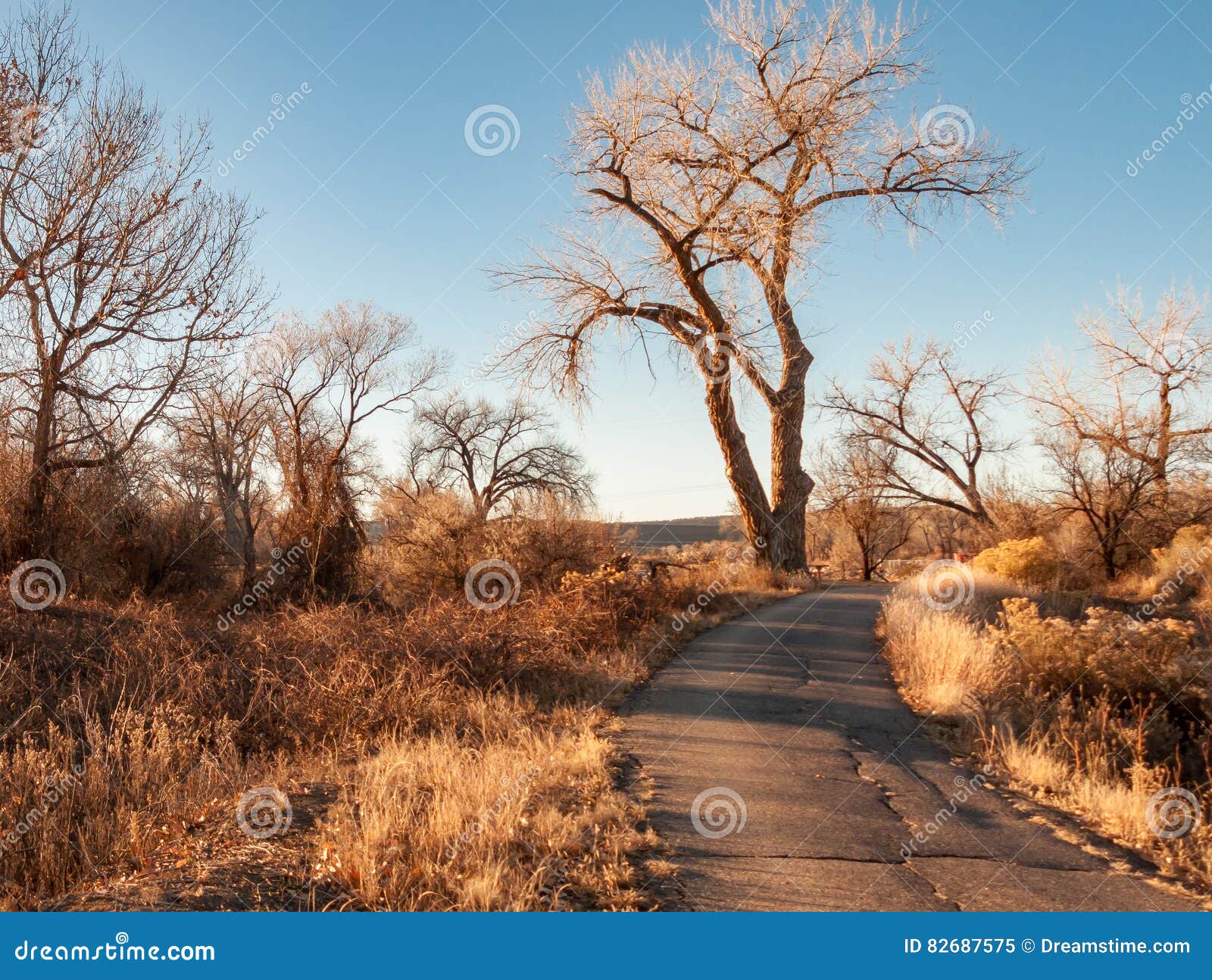 A Trail in Rusty Colored Autumn Stock Image - Image of autumn, denuded ...
