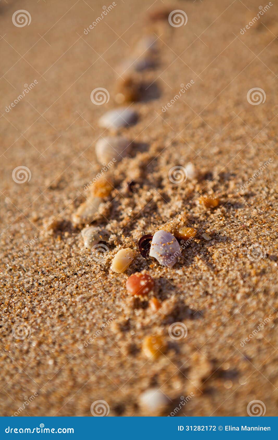Trail of shells stock photo. Image of sand, closeup, small - 31282172