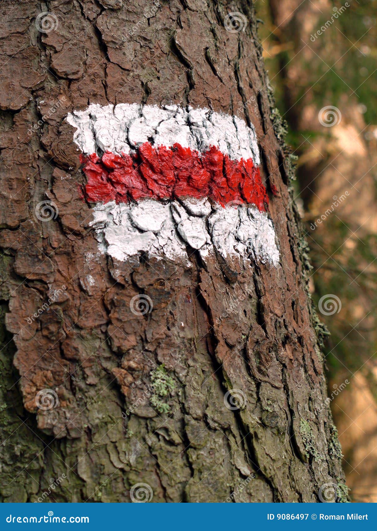 Trail sign stock image. Image of painted, trees, bark - 9086497