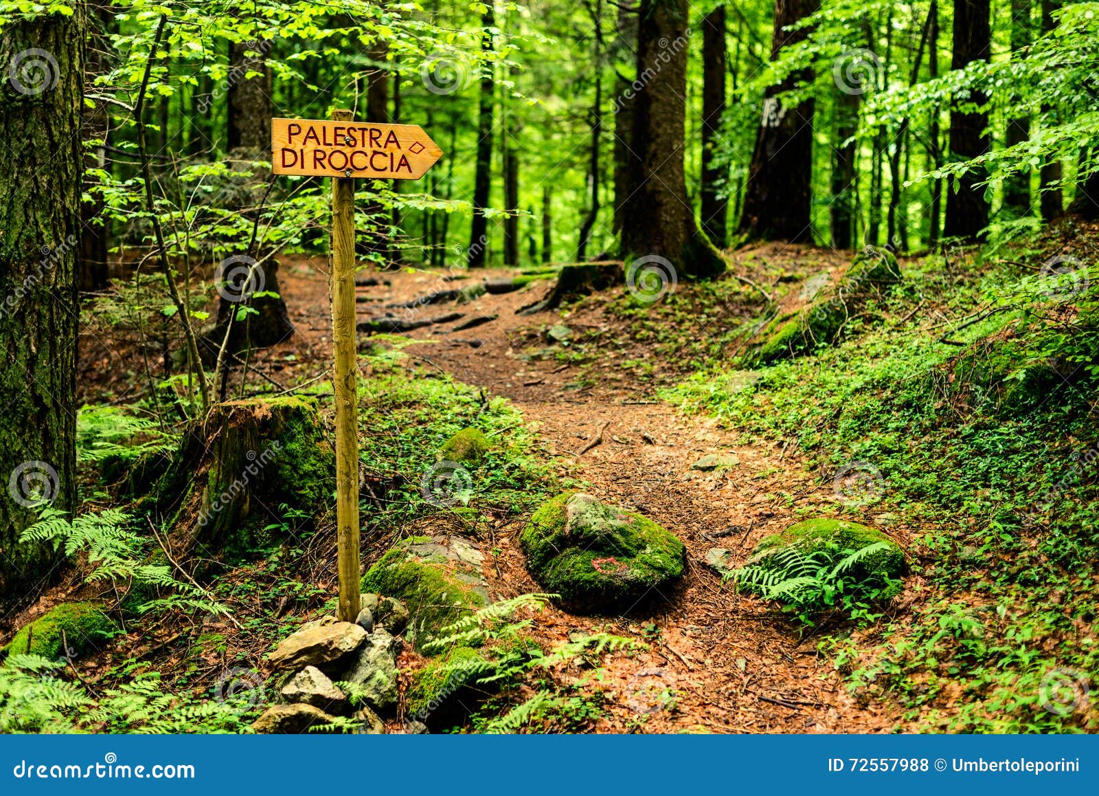 Trail sign in the forest stock photo. Image of footpath - 72557988