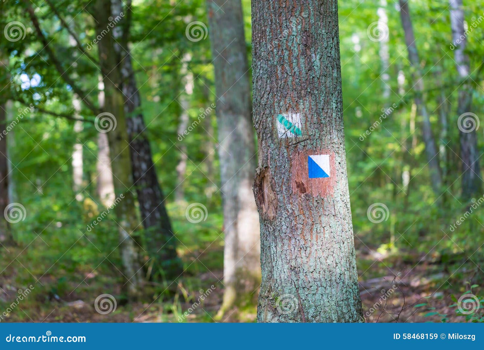 Trail Sign Painted on Tree Bark in Summertime Forest. Stock Image ...