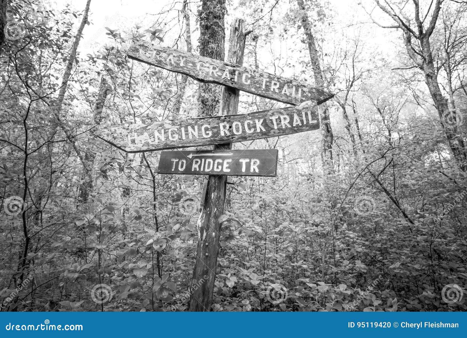 Trail Signs With White Straight Ahead Arrows On Posts Pointing Towards ...