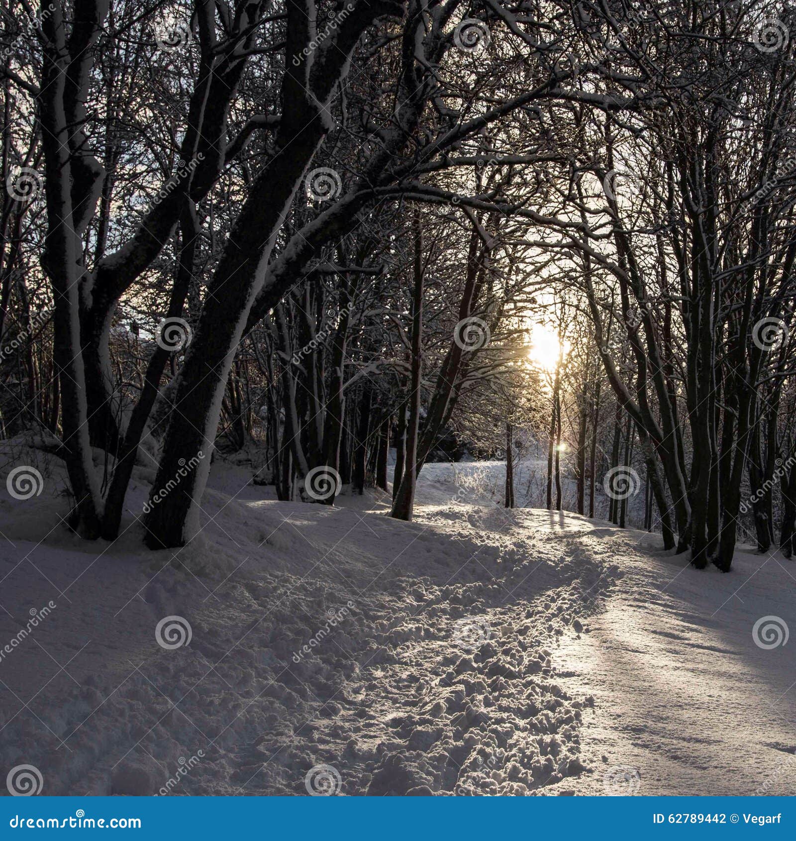 Trail through snow stock photo. Image of snow, trees - 62789442