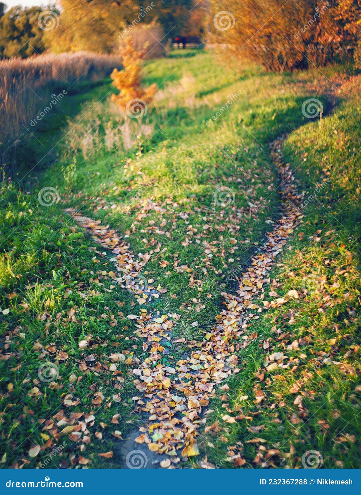 Two Diverging Paths In A Lush Green Park In Sydney Stock Photography ... Two Diverging Paths In A Lush Green Park In Sydney Stock Photography ...