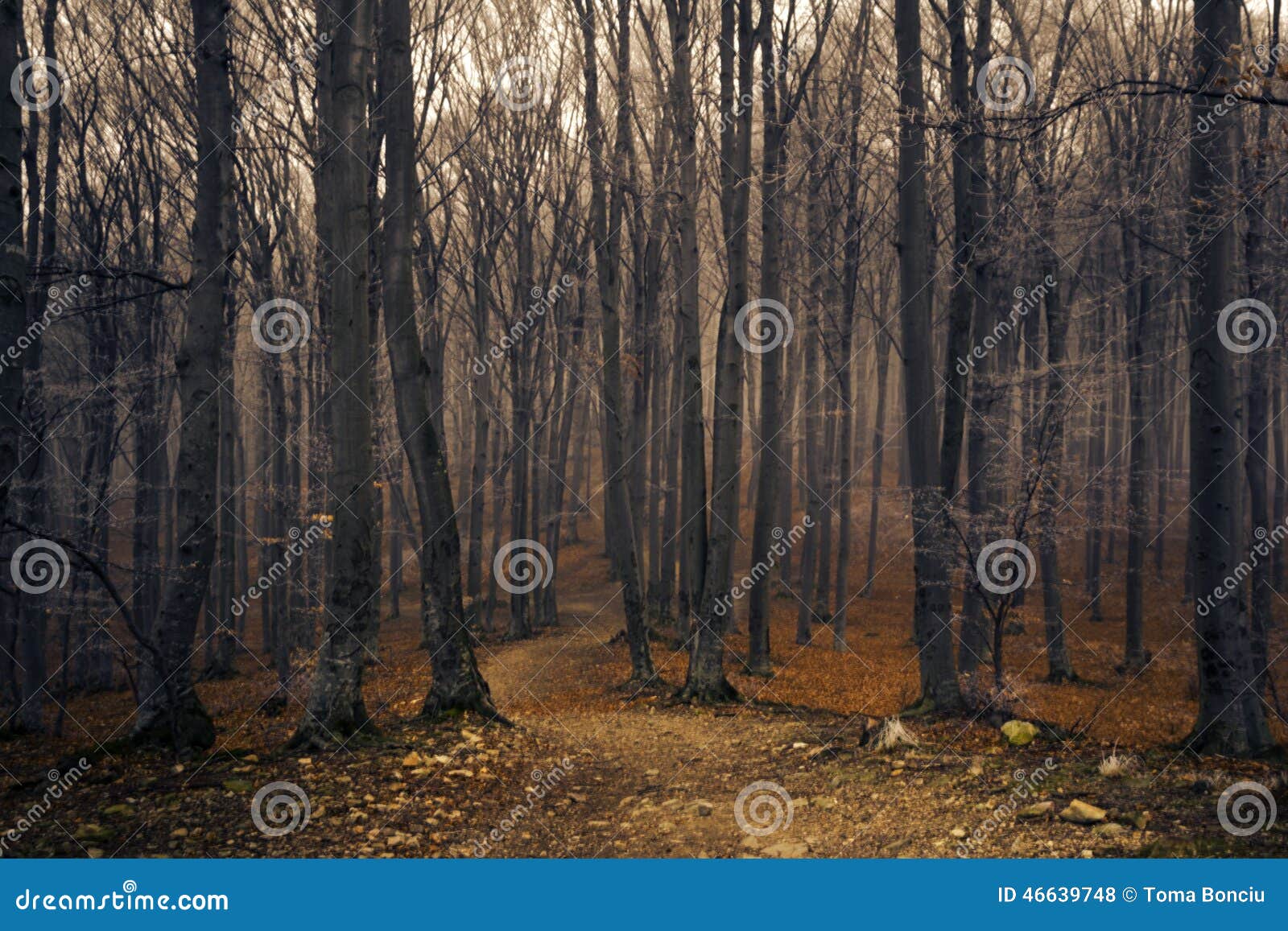 Trail through a Spooky Forest Stock Photo - Image of asleep, haunted ...