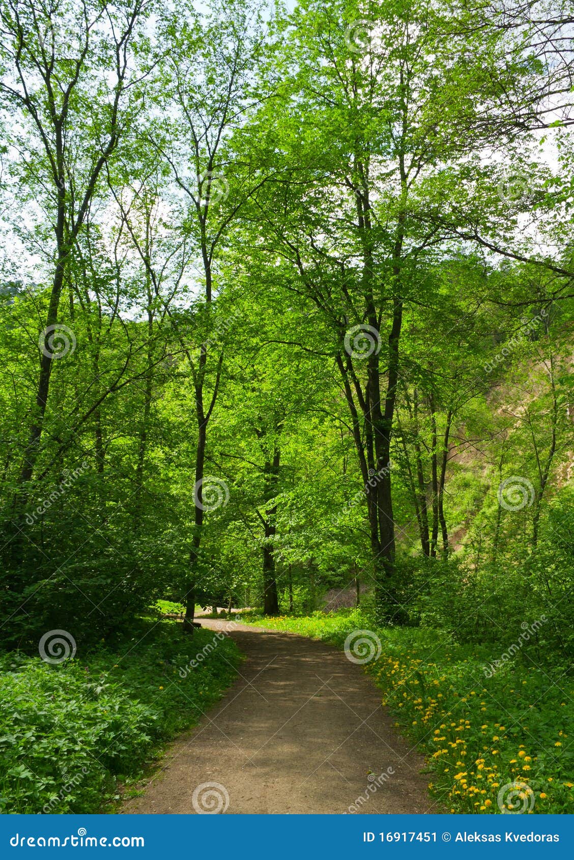 Trail in spring forest stock image. Image of branch, footpath - 16917451