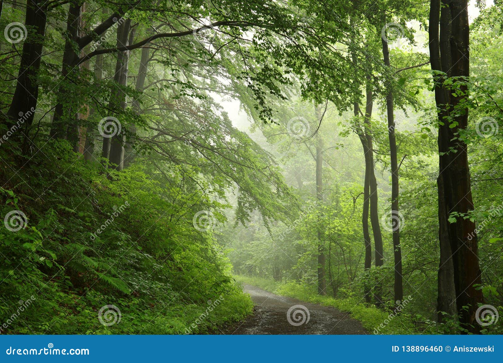 Trail through the Spring Forest on a Foggy Day Stock Photo - Image of ...