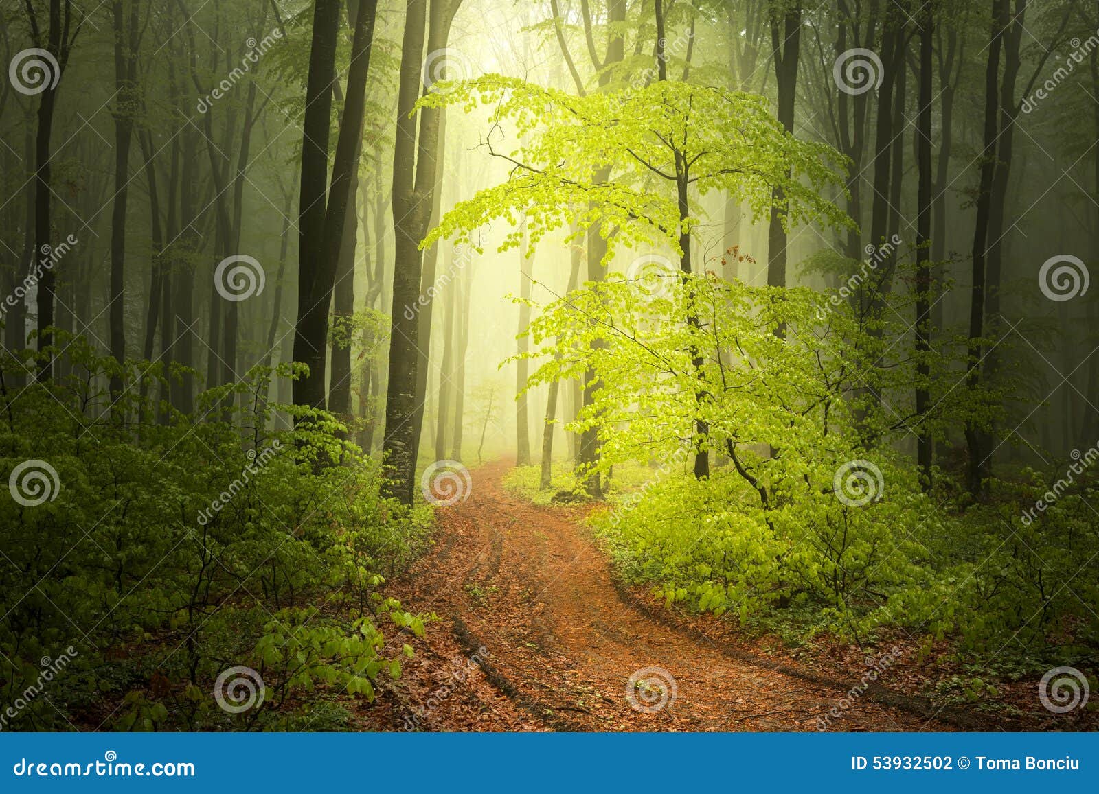 Trail in spring forest stock photo. Image of hiking, plant - 53932502