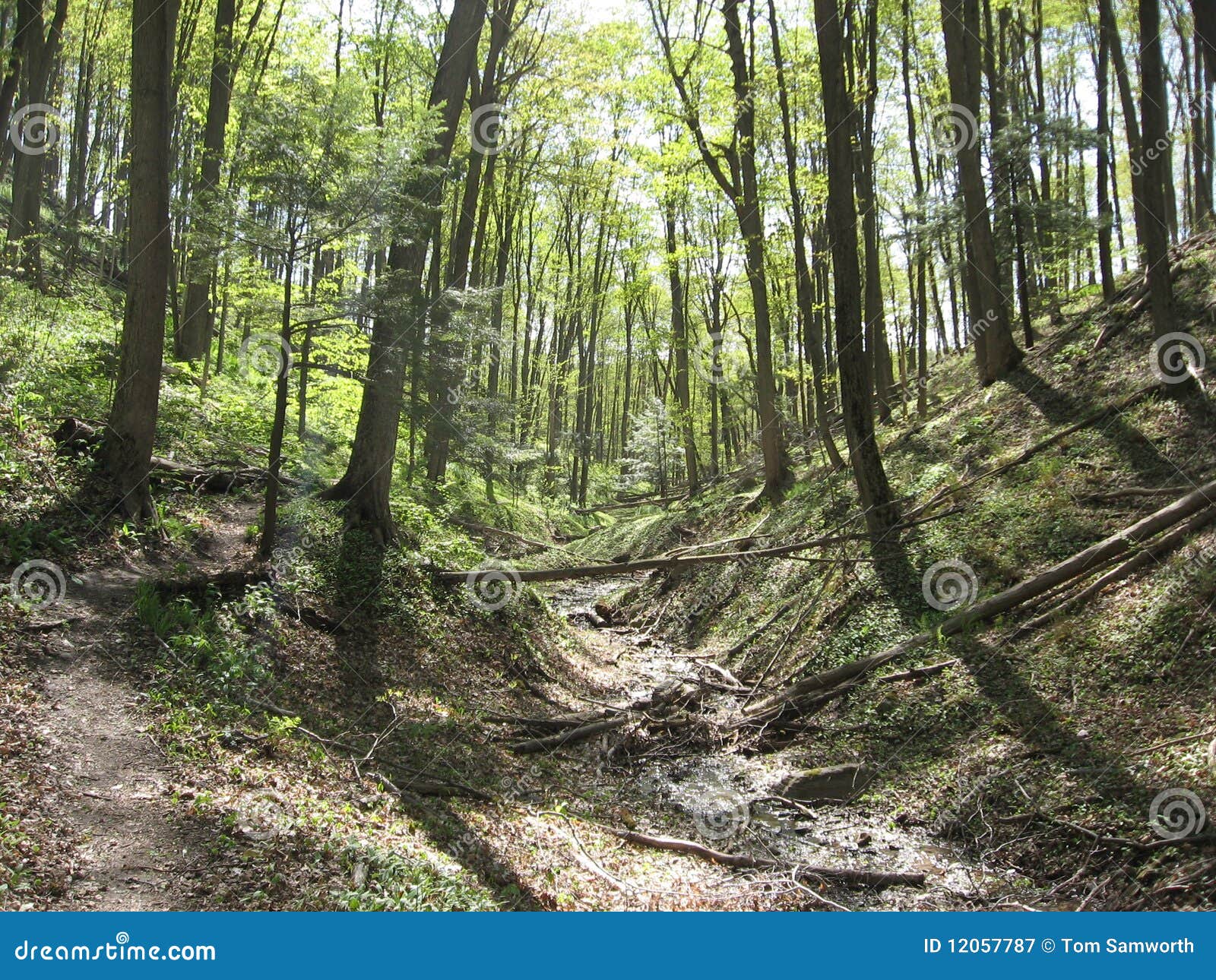 Trail in Springtime stock image. Image of trails, boyne - 12057787