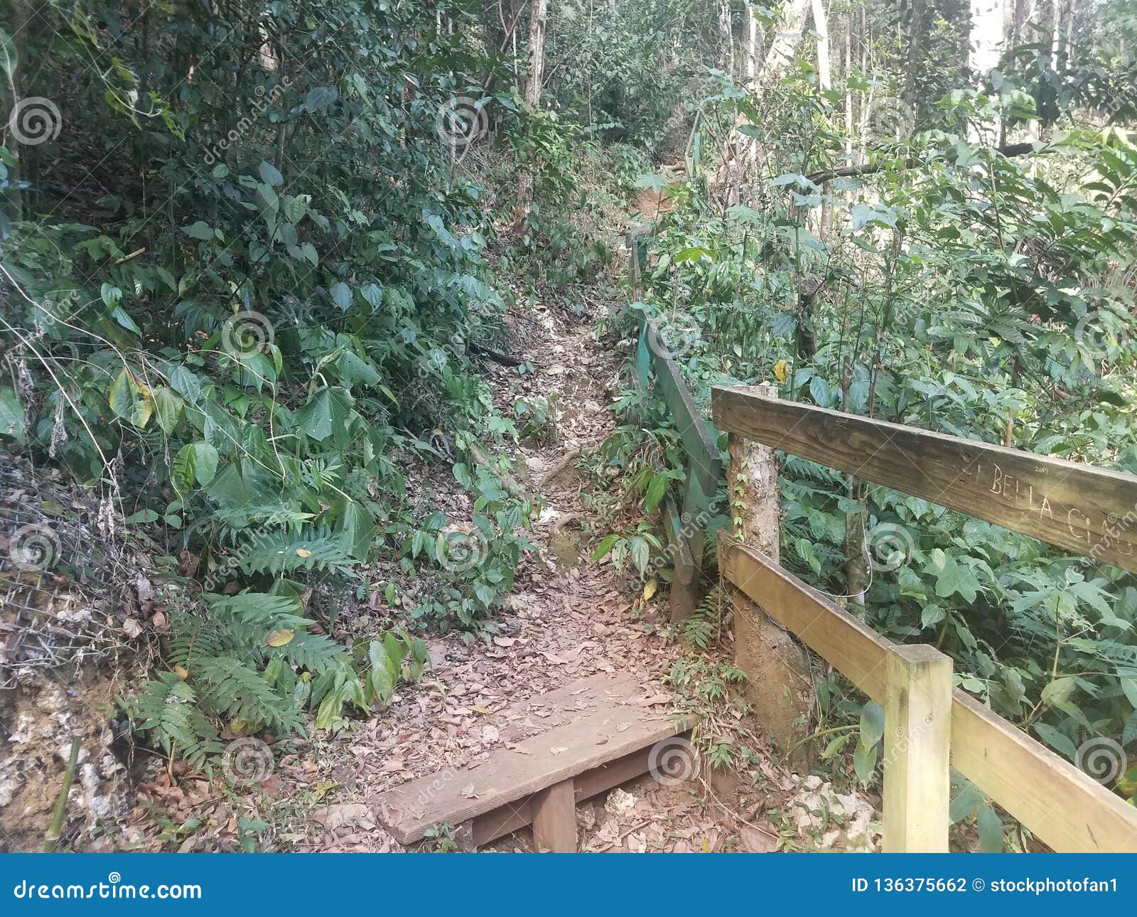 Trail with Step and Railing in the Guajataca Forest in Puerto Rico ...