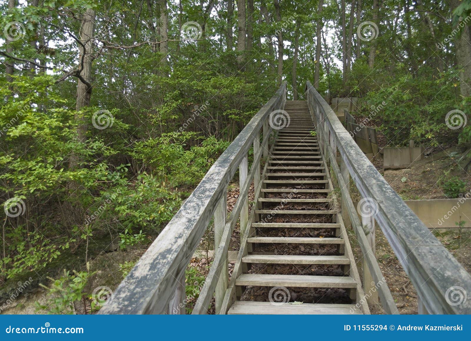 Trail Steps stock photo. Image of climb, forest, state - 11555294