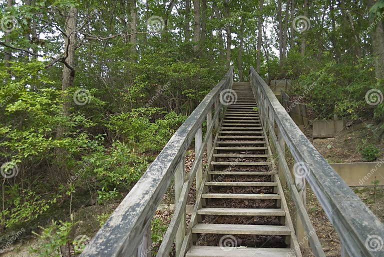Trail Steps stock photo. Image of climb, forest, state - 11555294