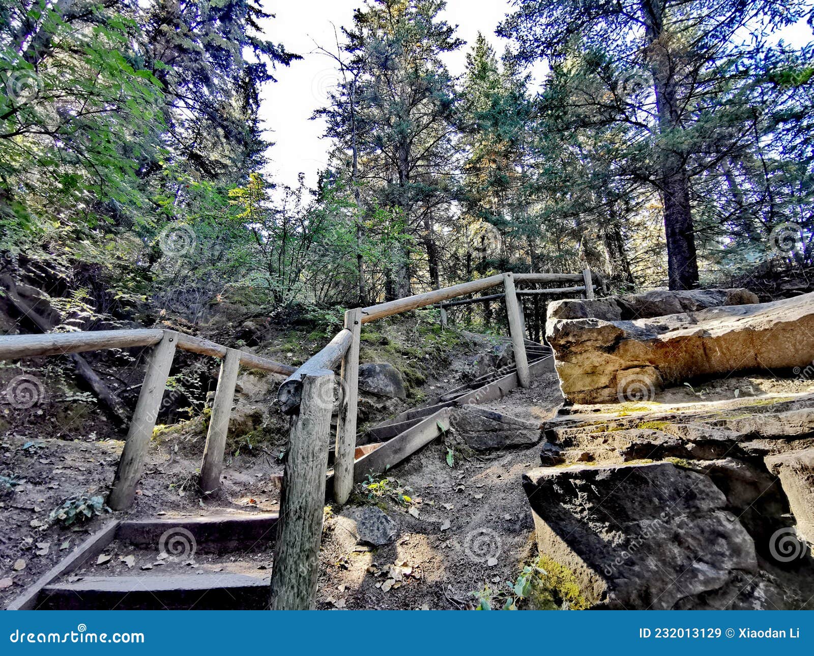 Trail steps in the forest stock image. Image of wilderness - 232013129