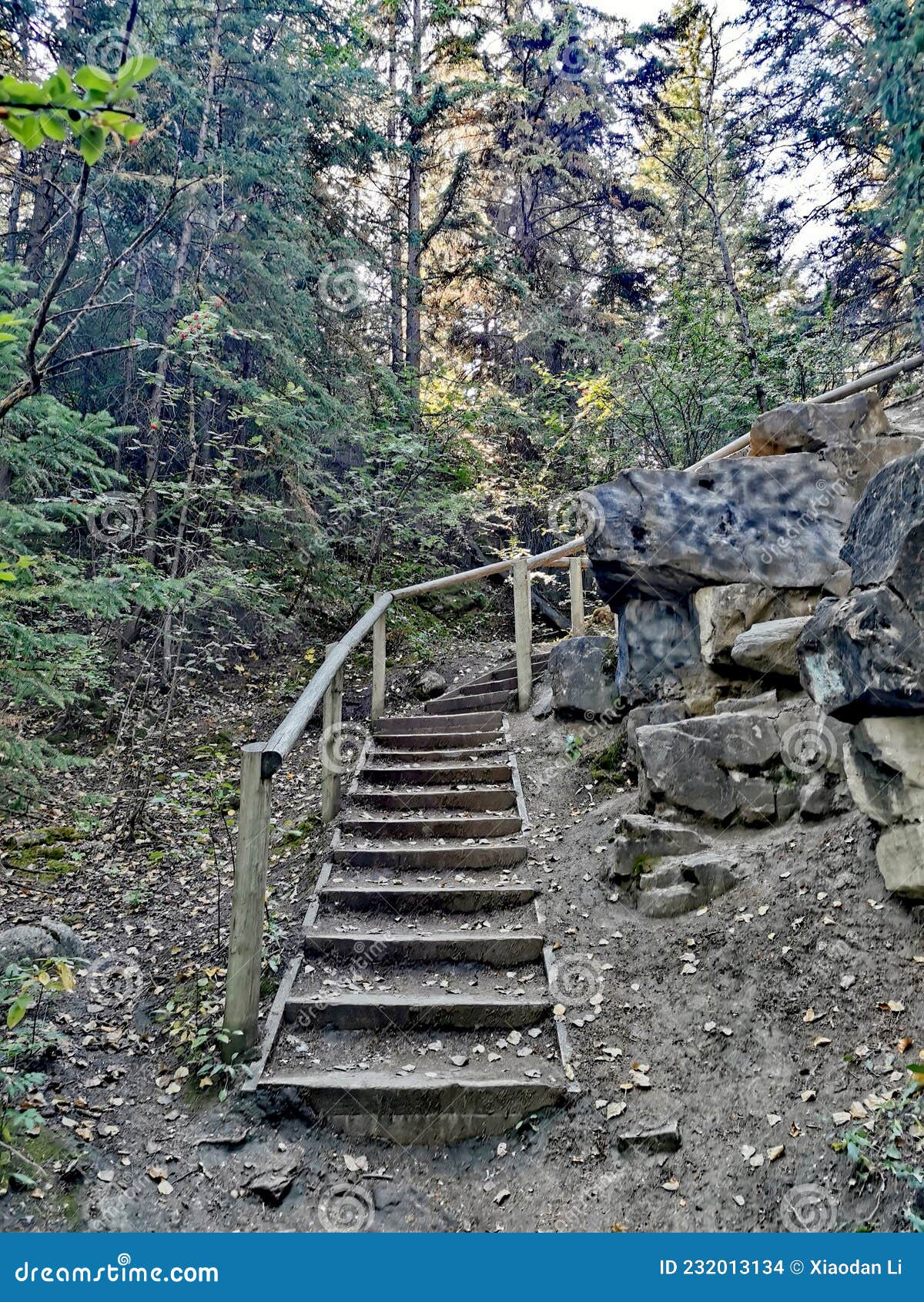 Trail steps in the forest stock photo. Image of transport - 232013134