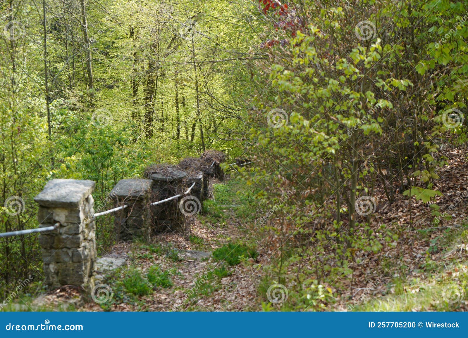 Trail with a Stone Barrier in an Evergreen Forest Stock Photo - Image ...