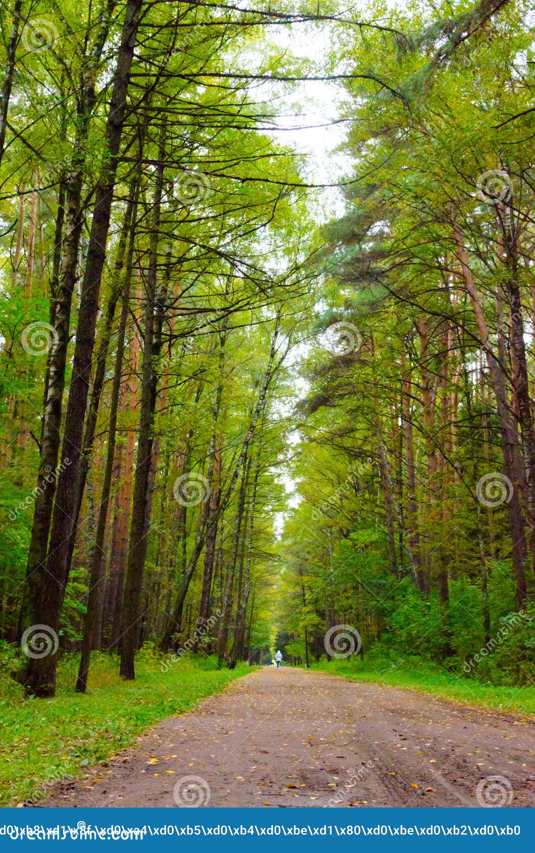 Trail in the Summer Forest Vertical Photo Stock Photo - Image of wild ...