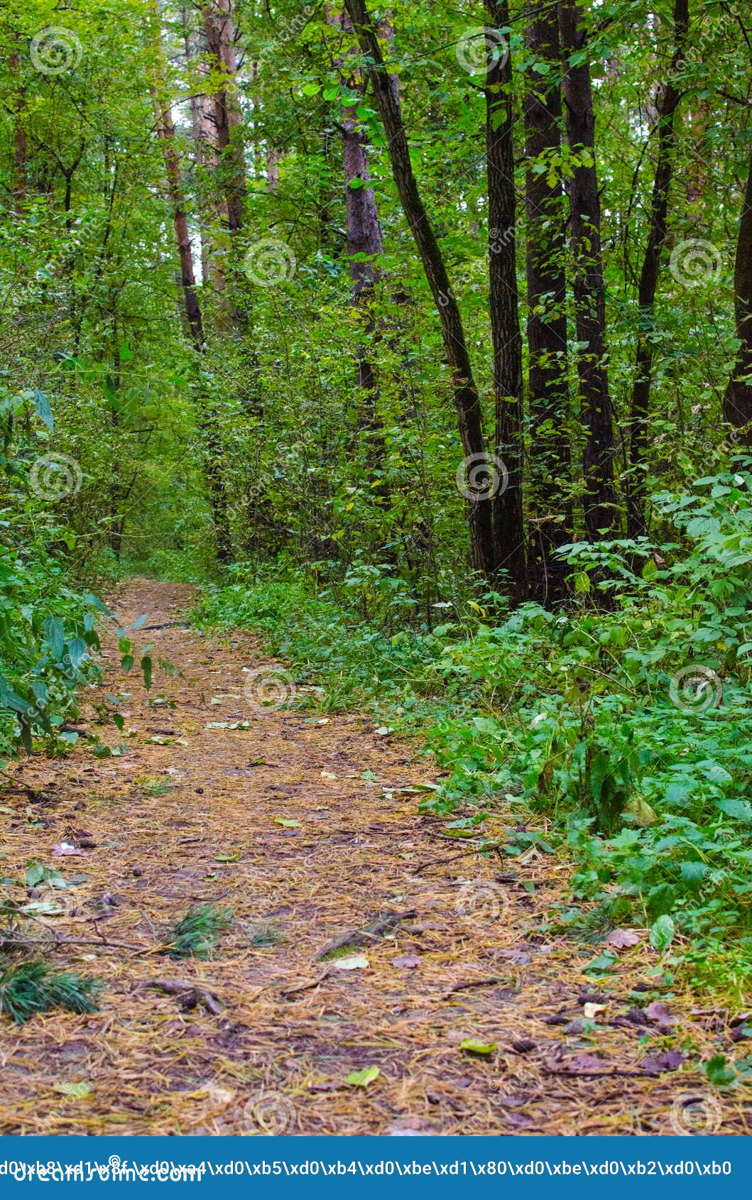 Trail in the Summer Forest Vertical Photo Stock Photo - Image of plant ...
