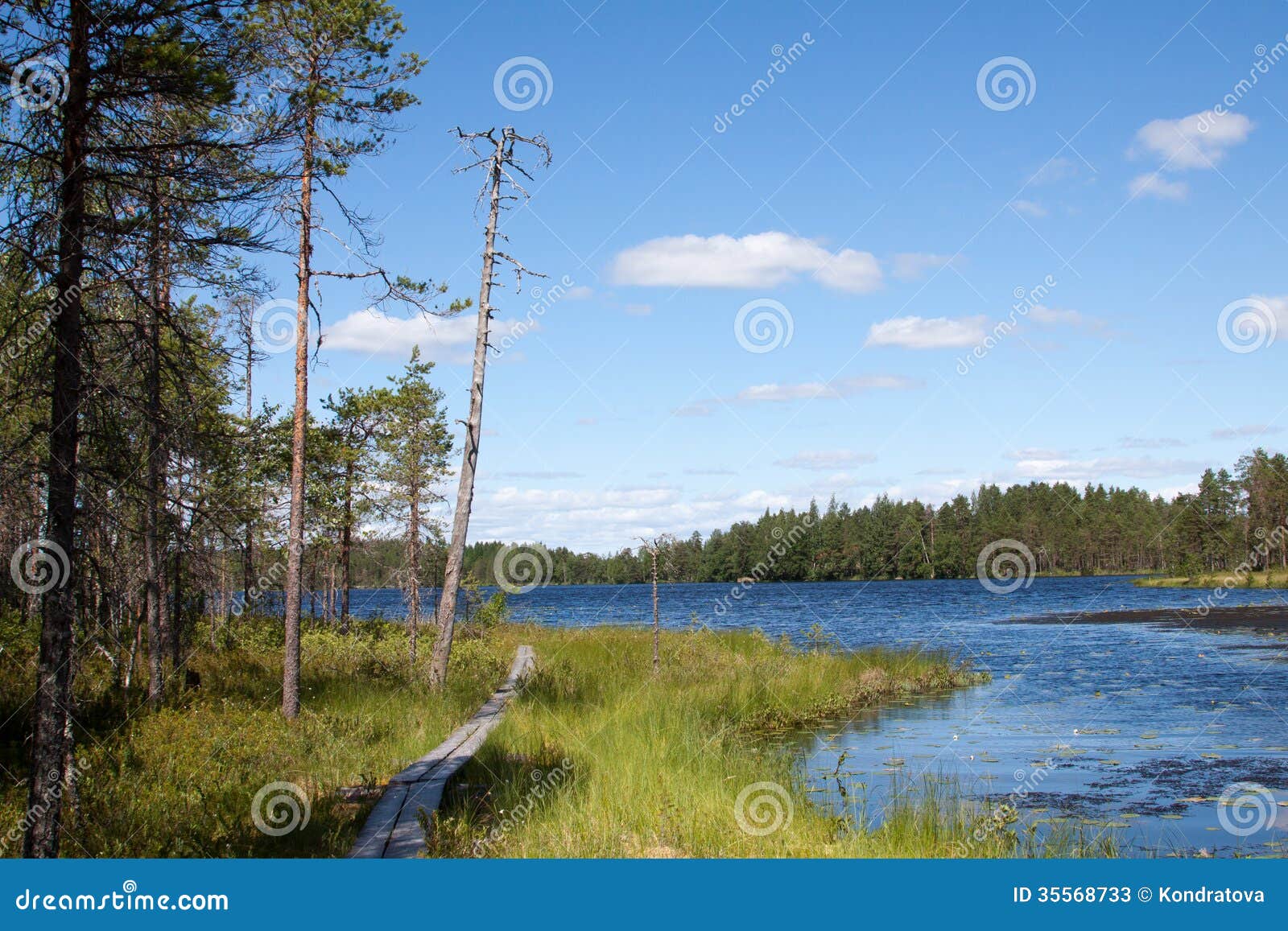 Trail through the Swamp Forest Stock Image - Image of moisture, bright ...