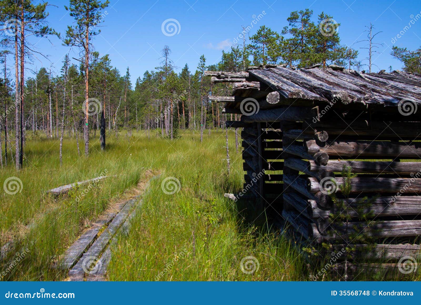 Trail through the Swamp Forest Stock Photo - Image of grass, extreme ...