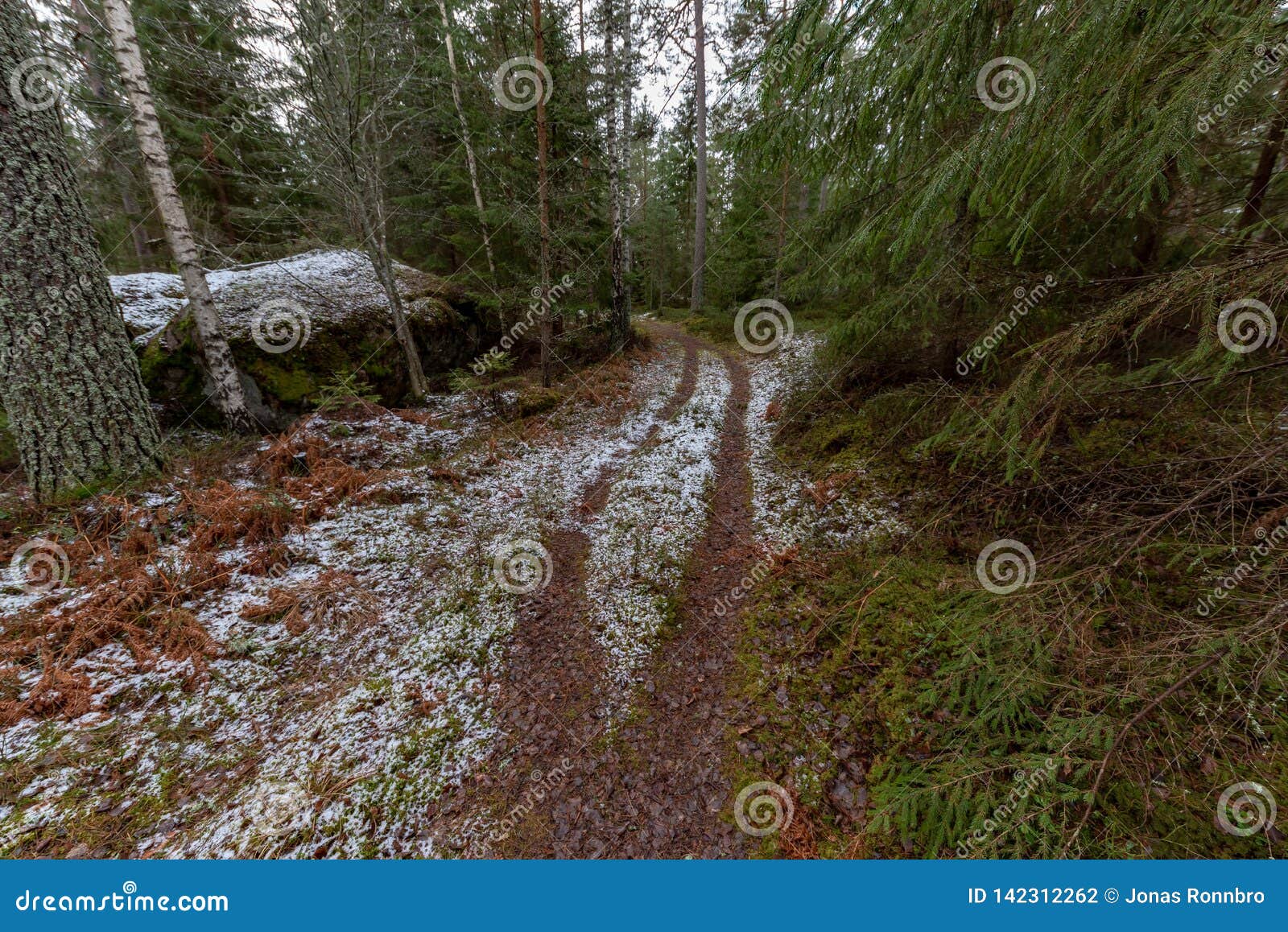 Trail through a Swedish Forest in Spring Stock Photo - Image of cold ...