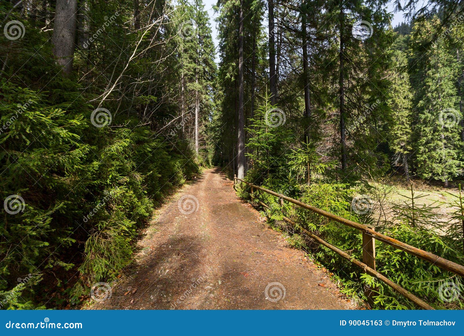 Trail through Tall Trees in a Lush Forest Stock Image - Image of ...