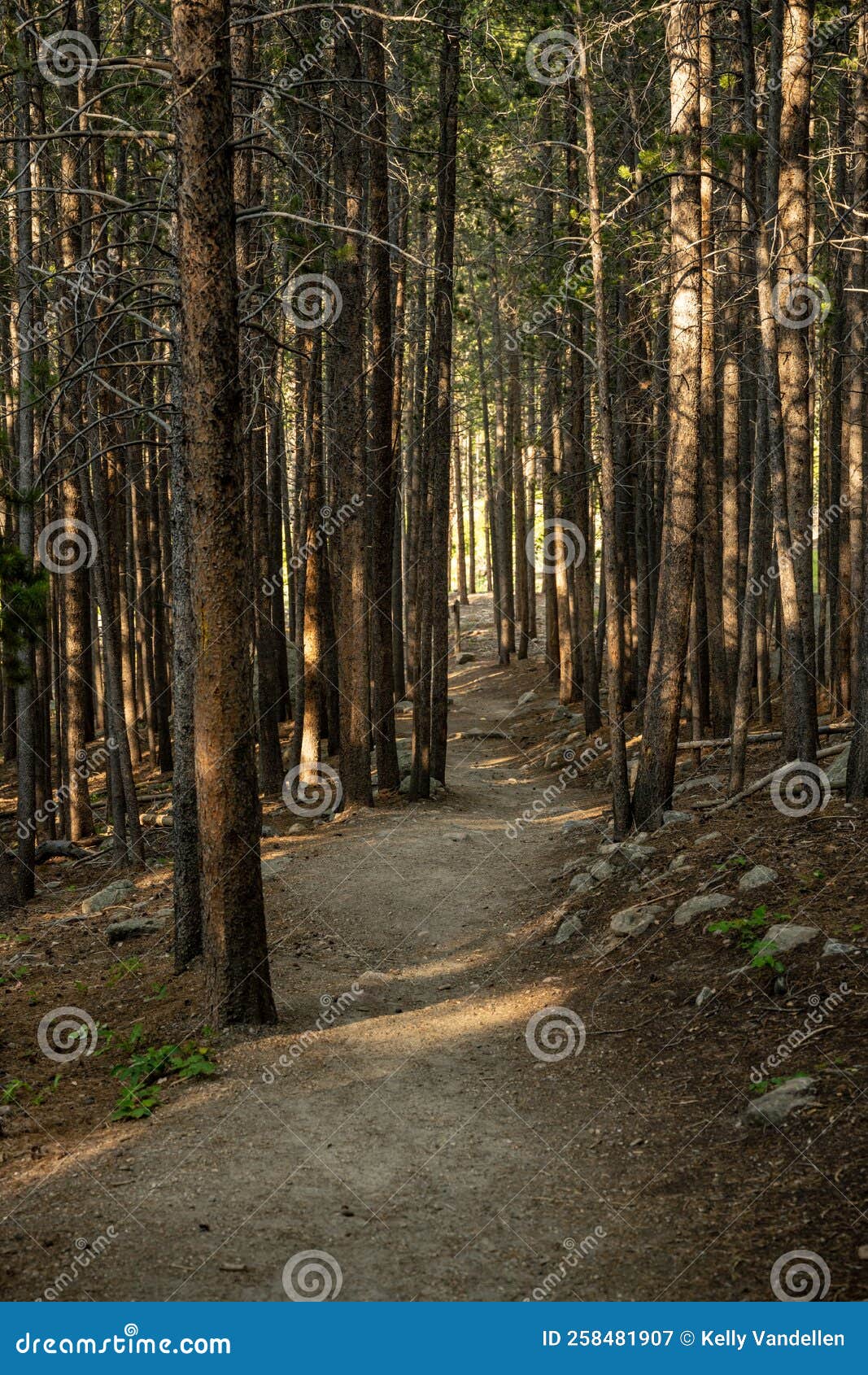 Trail through Thick Pine Tree Forest Stock Image - Image of winding ...