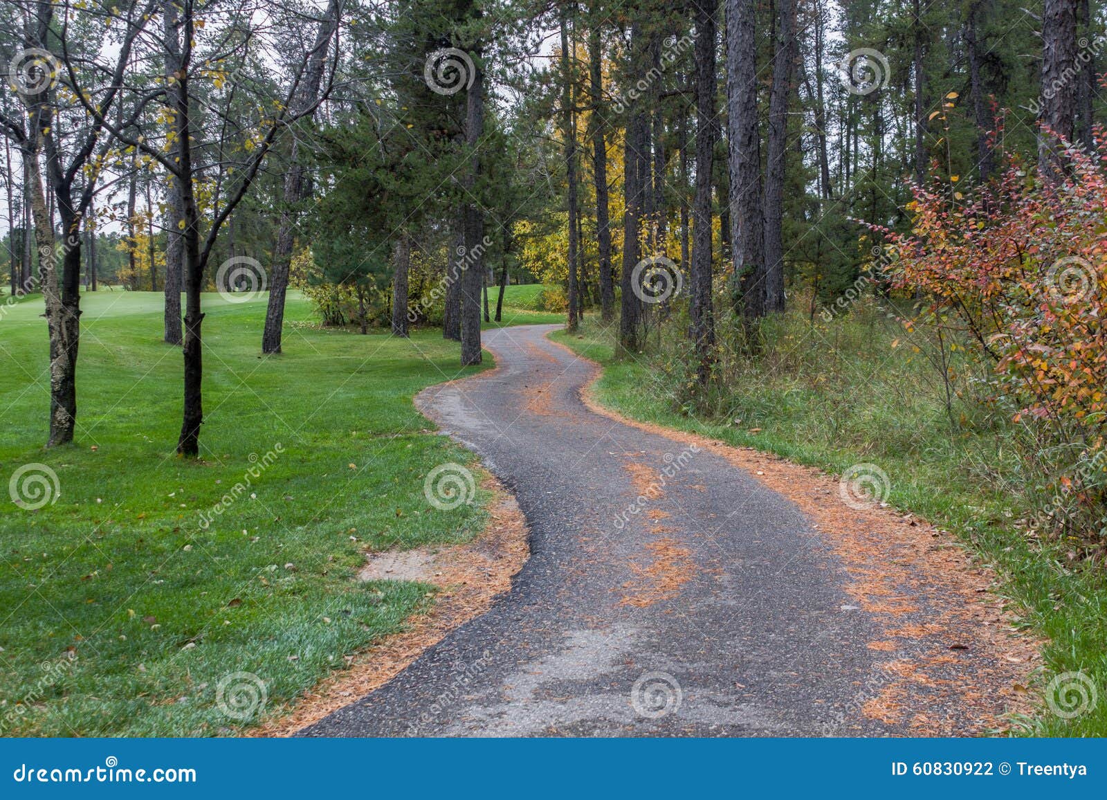 Trail through the trees stock photo. Image of green, canadian - 60830922