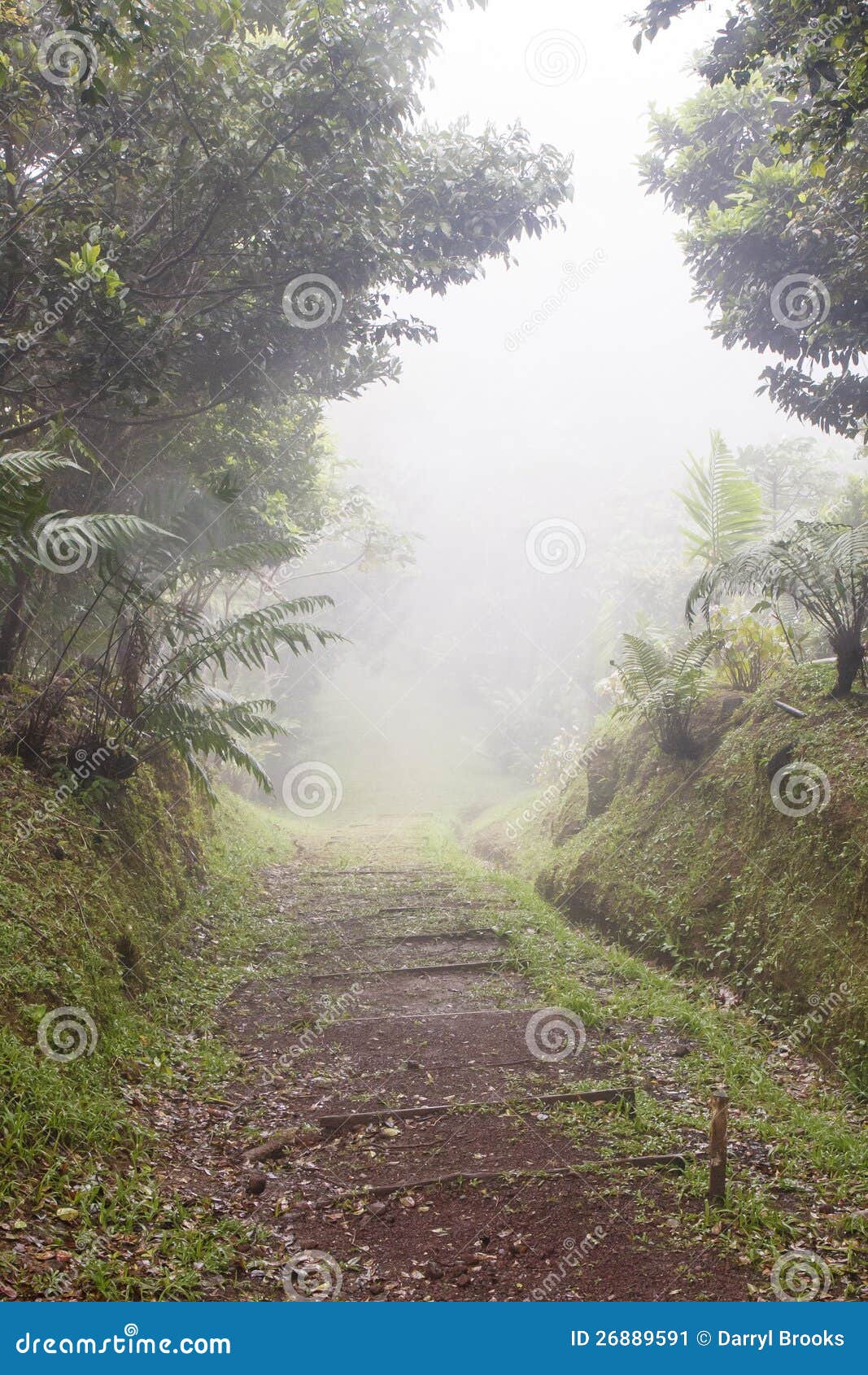 Trail through the Tropics in Dense Fog Stock Image - Image of forest ...