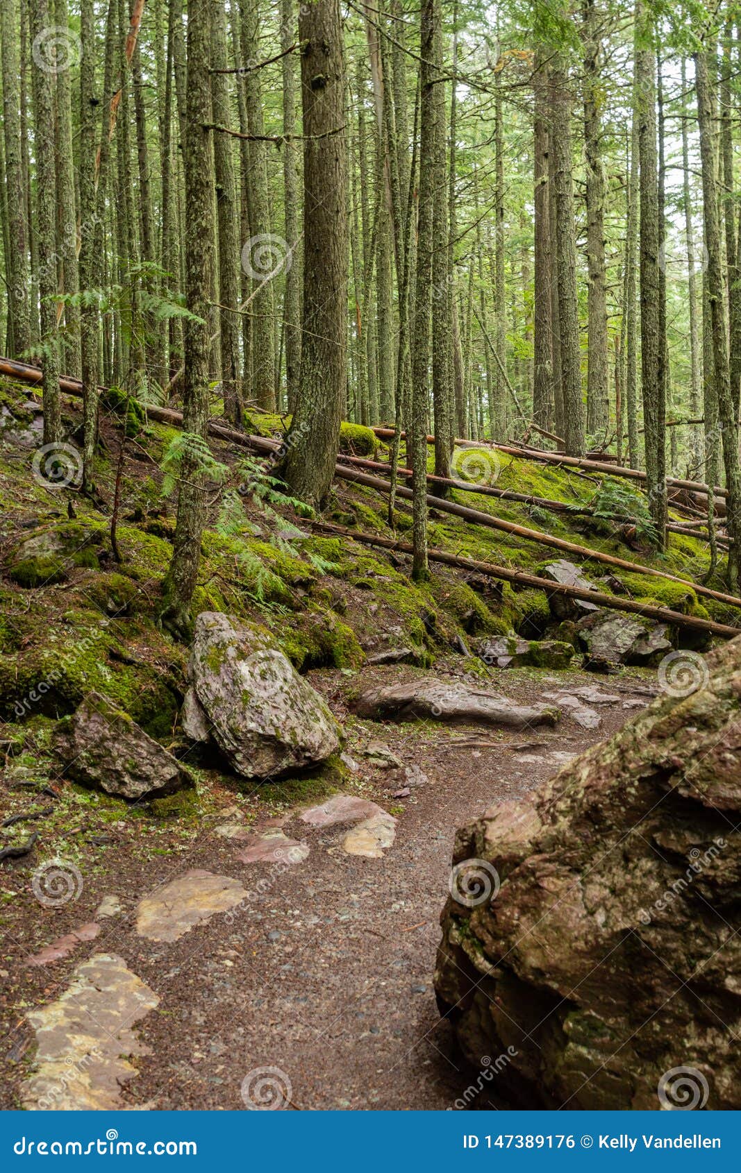 Trail Turning through Mossy Forest Stock Photo - Image of environment ...