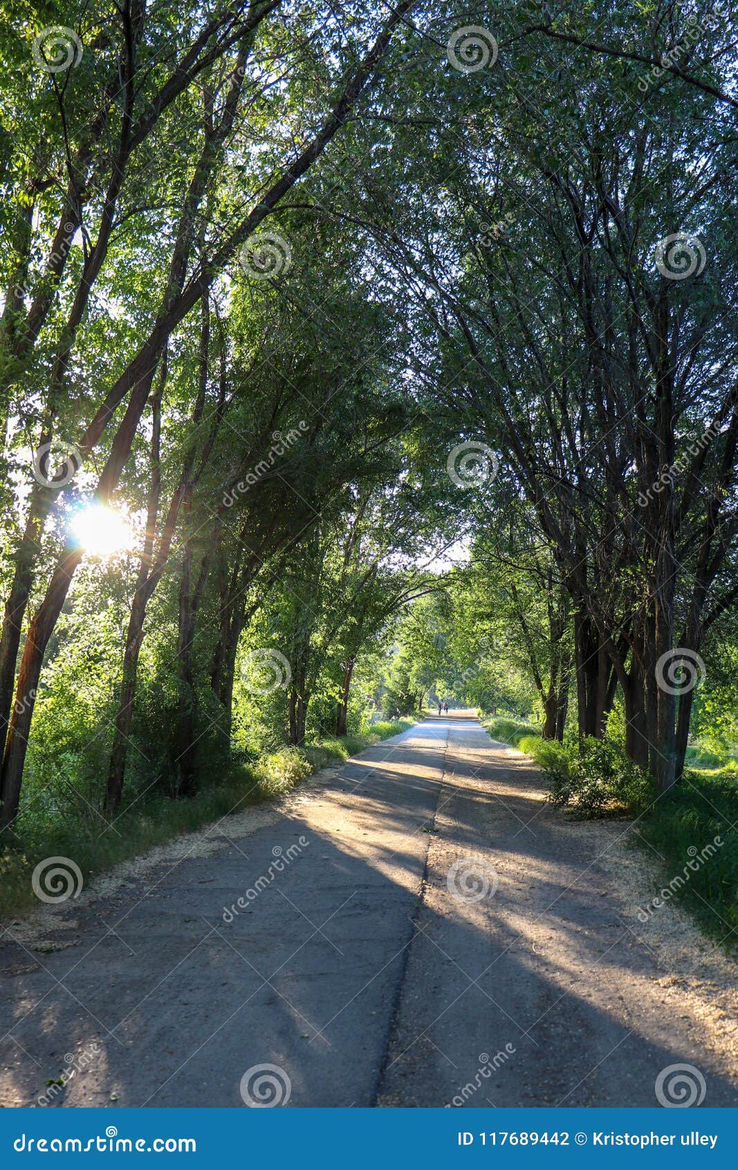 Trail under the trees stock photo. Image of health, hike - 117689442