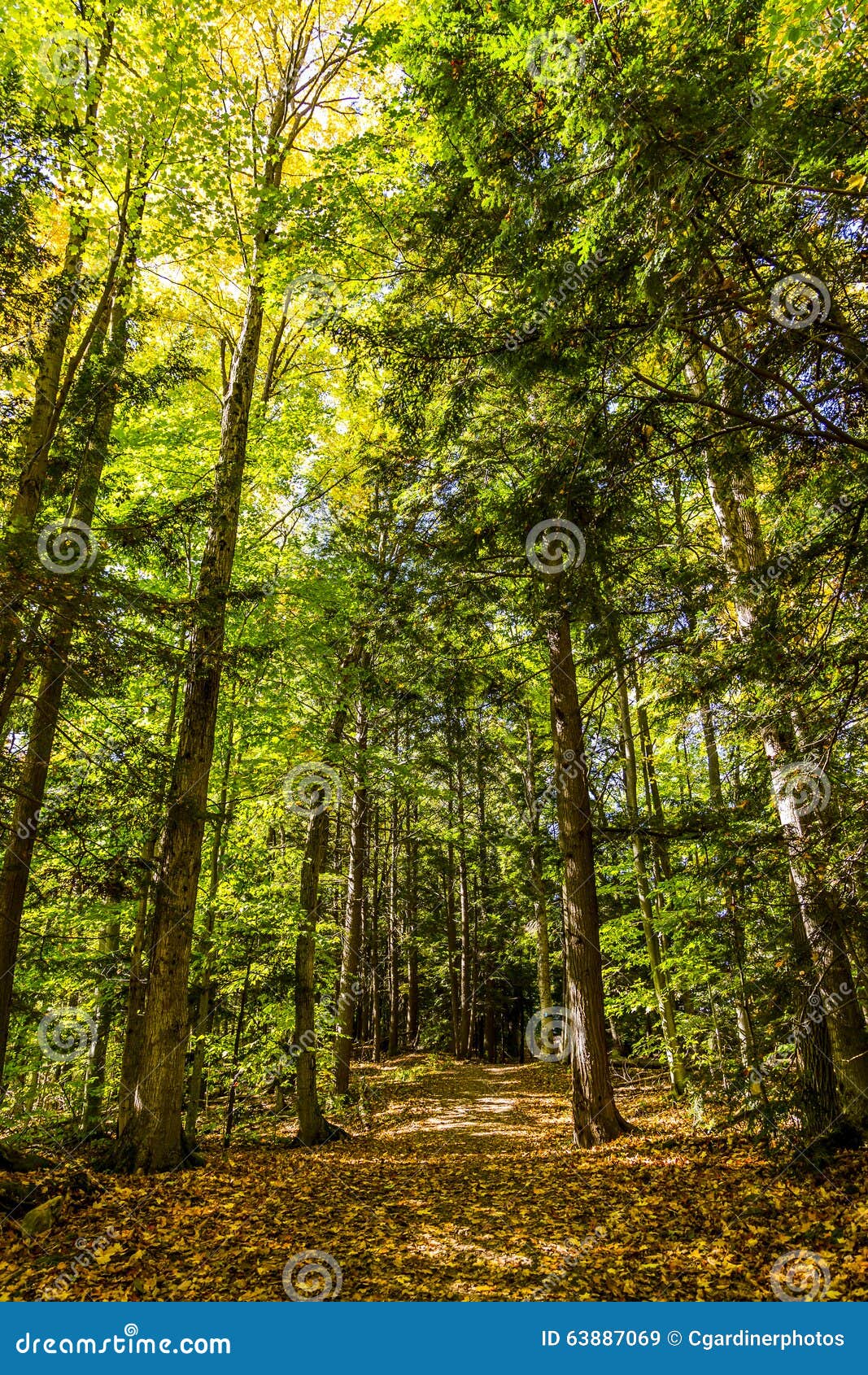 Trail View in Colorful Autumn Forest Stock Image - Image of fall, trail ...
