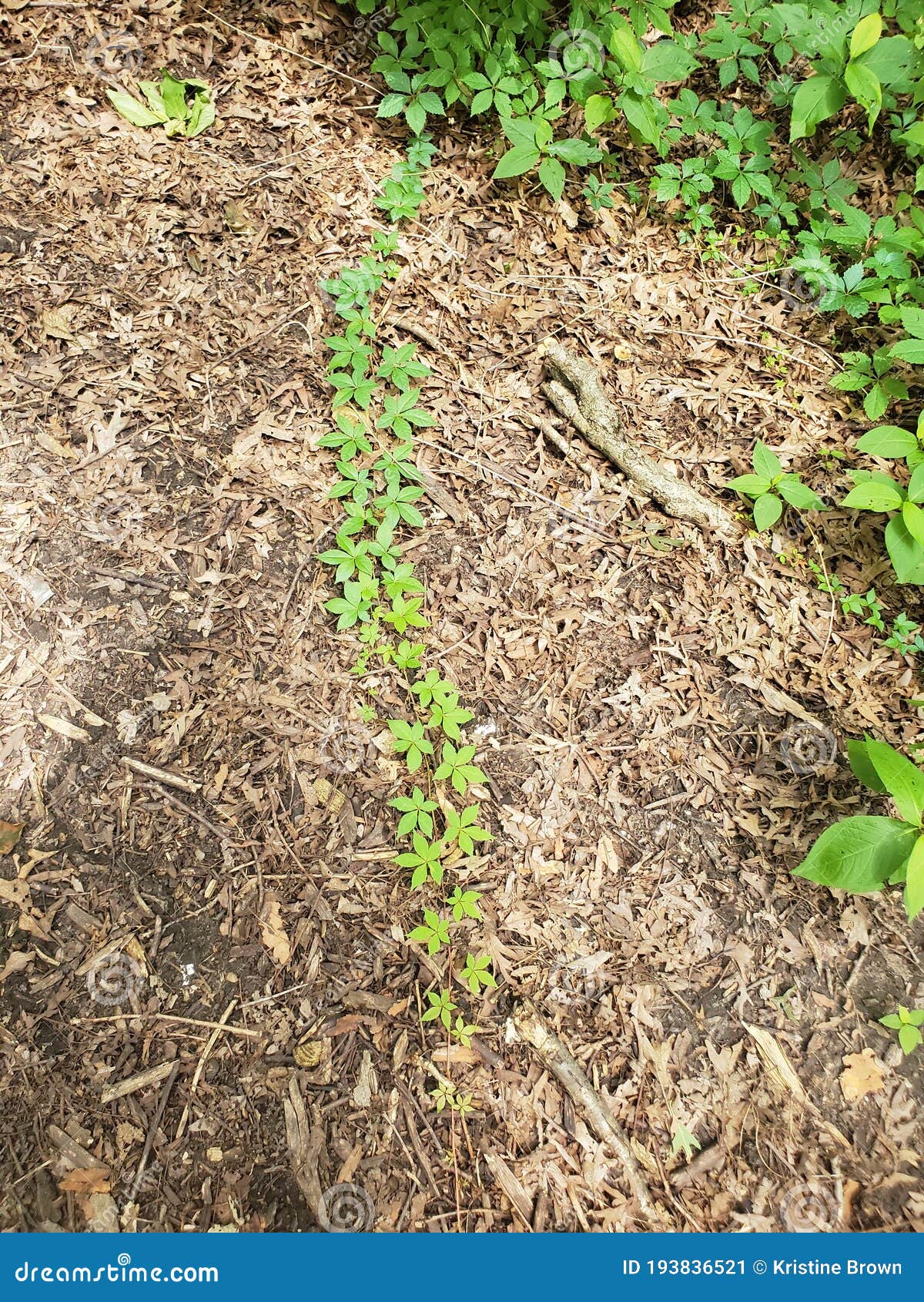 On a Trail Walk with Unique Green Nature Plants Stock Image - Image of ...