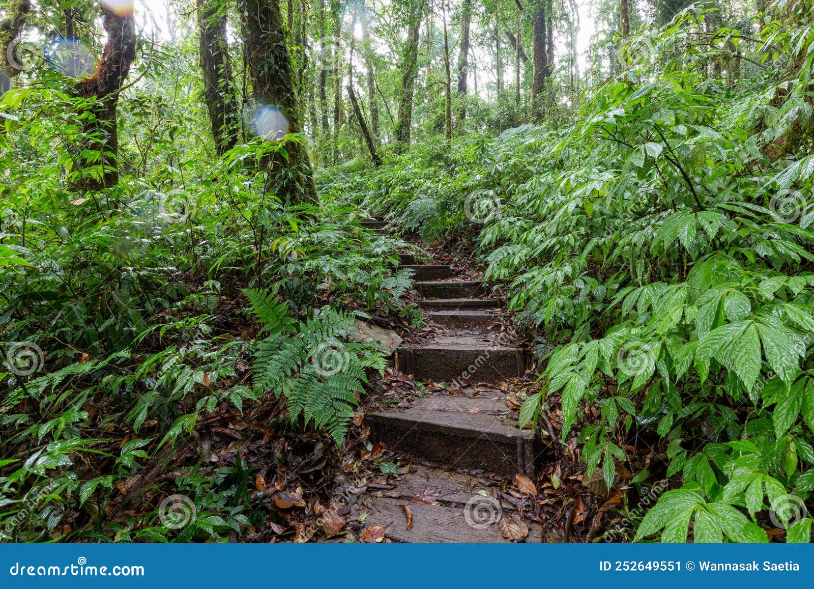 Trail Walking in the Rainforest Stock Image - Image of green, trees ...