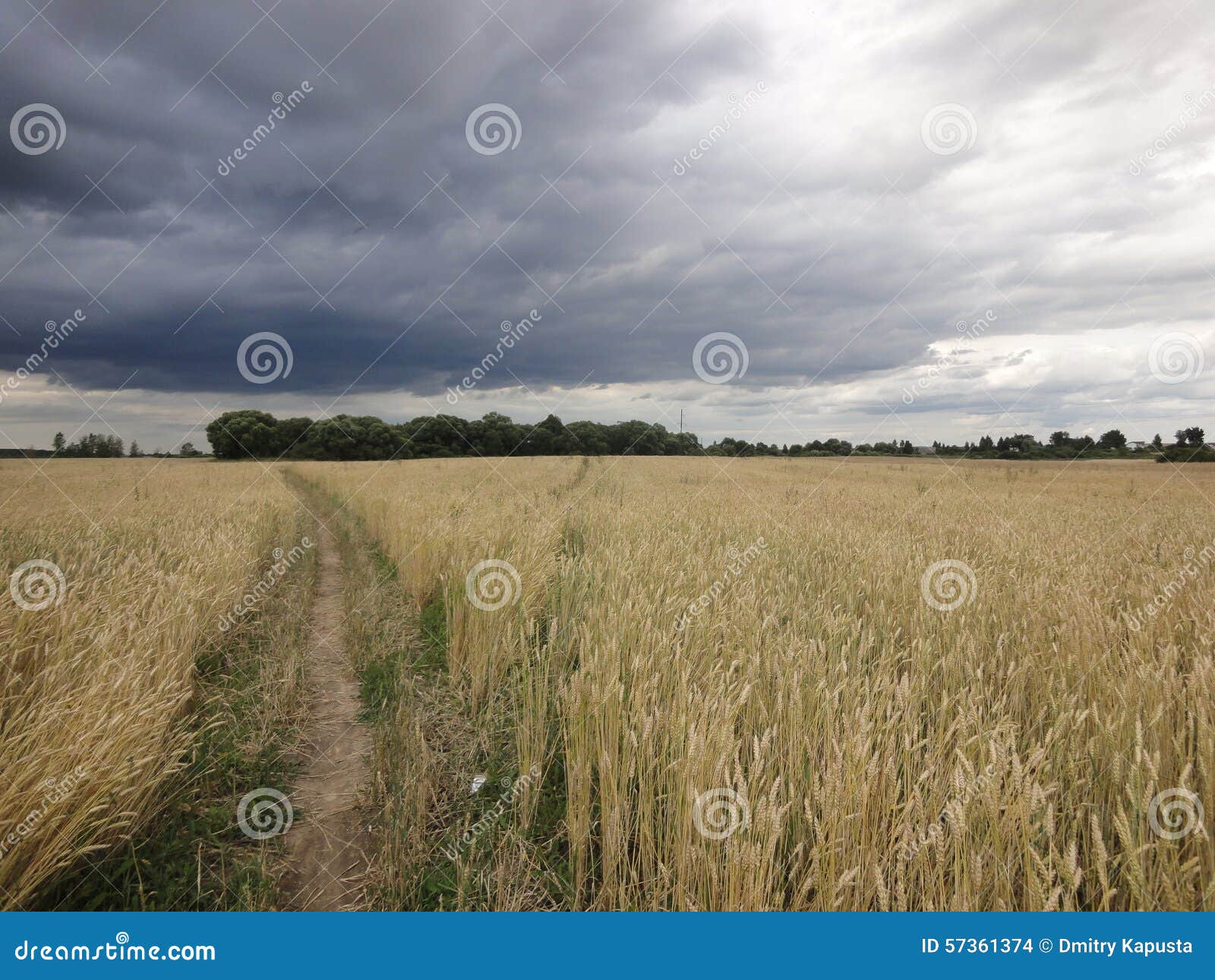 Trail through a Wheat Field Stock Photo - Image of background, cloudy ...