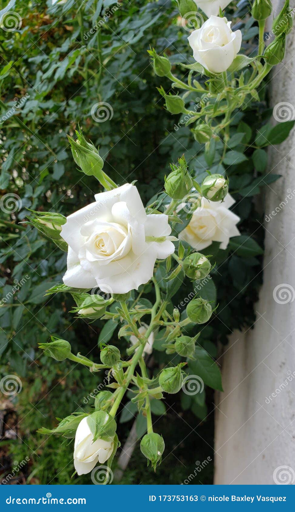 Trail of white roses stock image. Image of nature, trail - 173753163