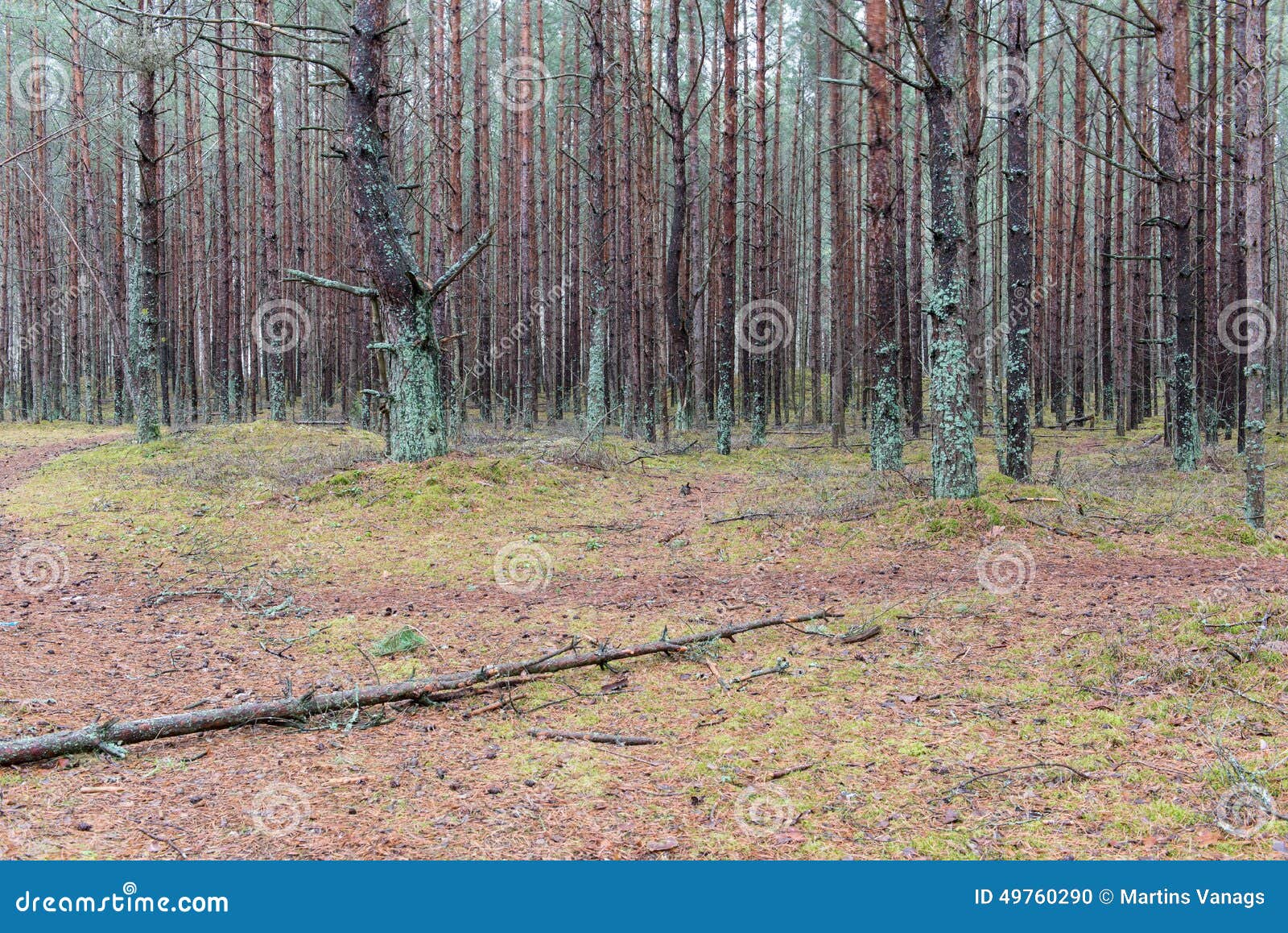 Trail in the Winter Pine Tree Forest Stock Photo - Image of outdoor ...