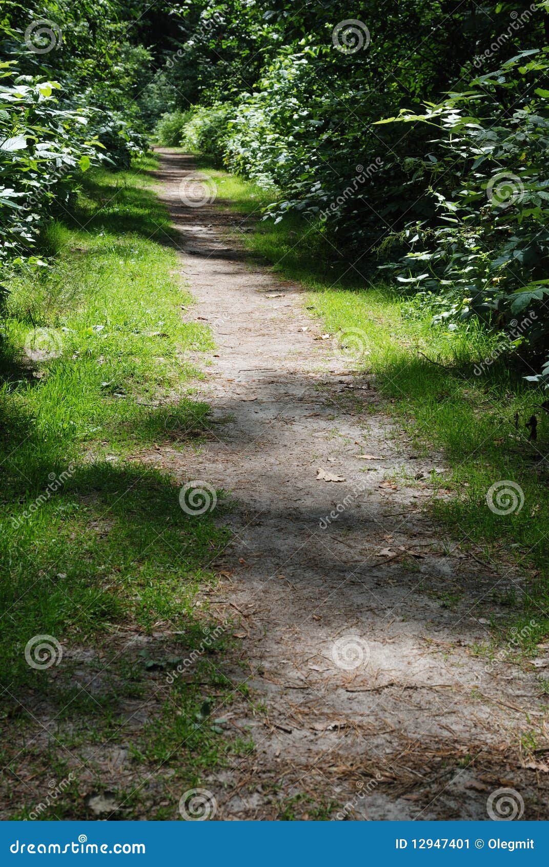 Trail through Wooded Area stock image. Image of activity - 12947401
