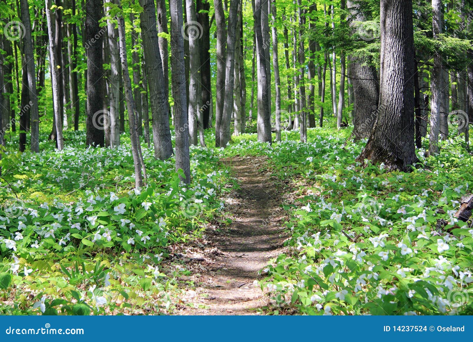 Trail through the woods. stock photo. Image of trillium - 14237524