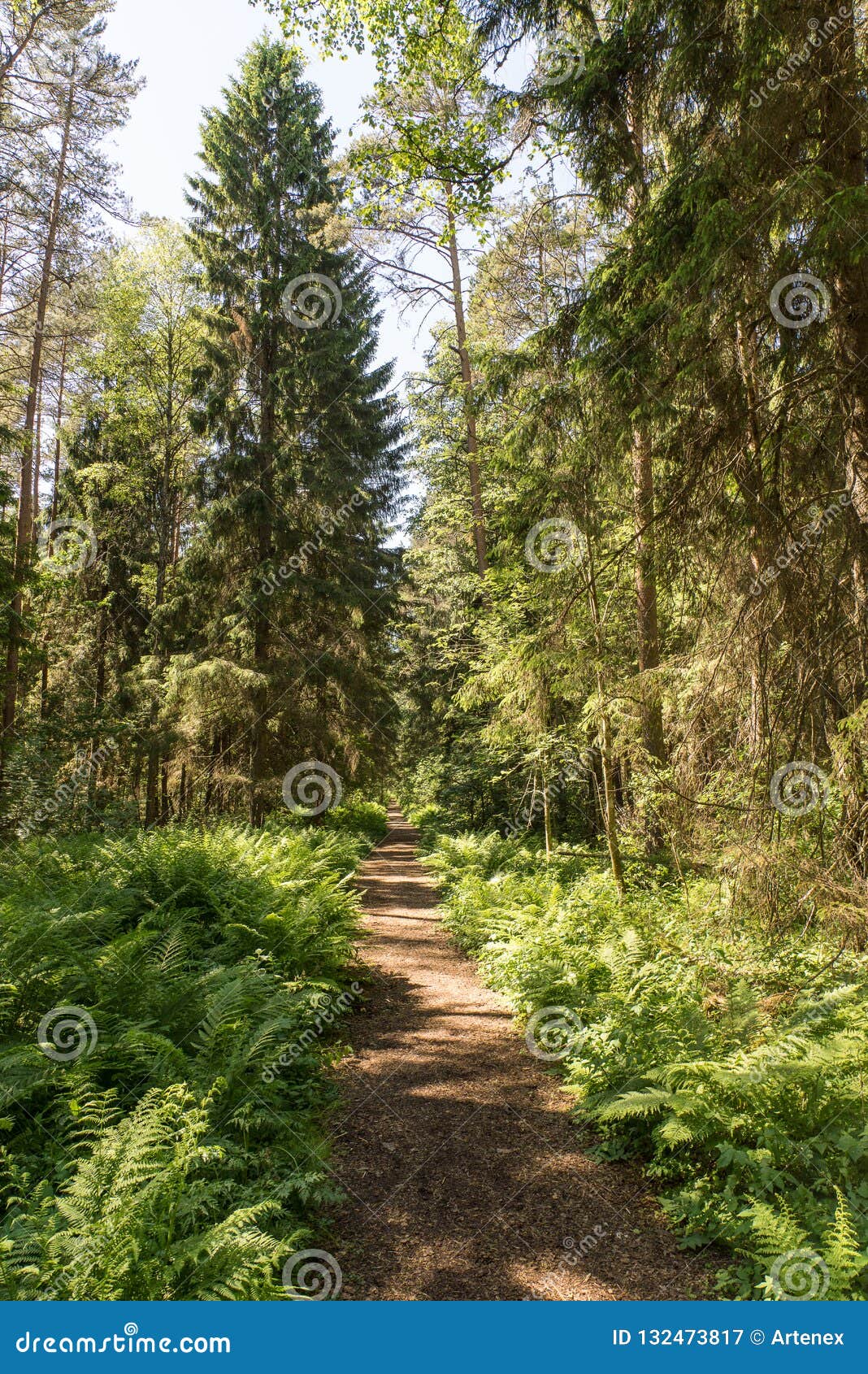 Trail in the Woods in Beautiful Spring Landscape. Walking Path in the ...