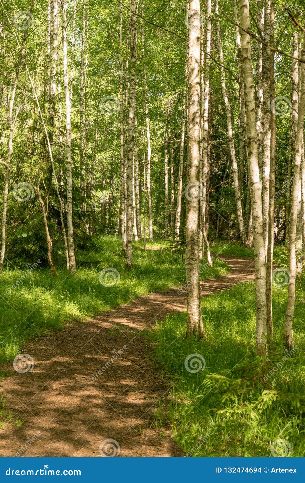 Trail in the Woods in Beautiful Spring Landscape. Walking Path in the ...