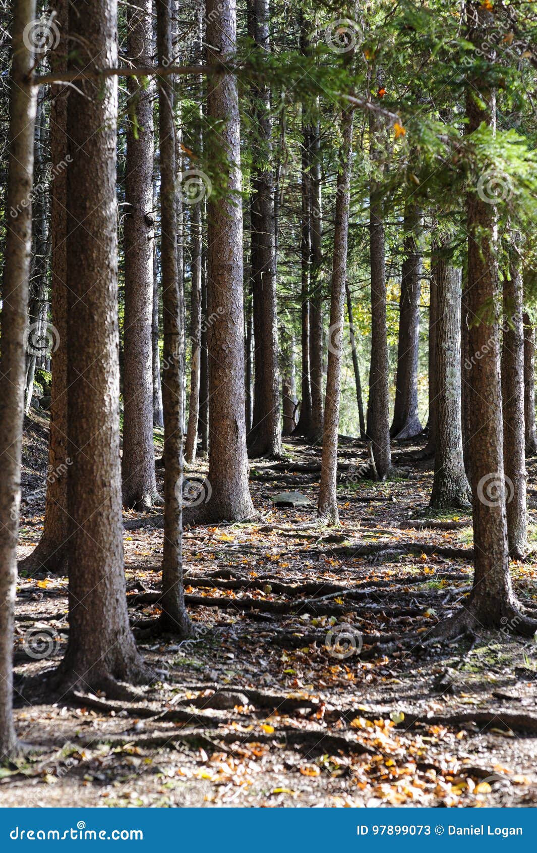 Trail through woods stock image. Image of fall, trail - 97899073