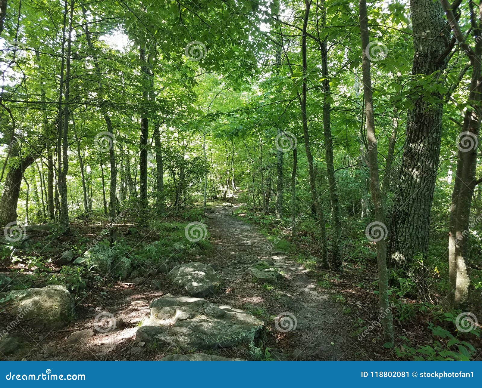 Trail in the Woods with Trees and Rocks Stock Image - Image of outdoor ...