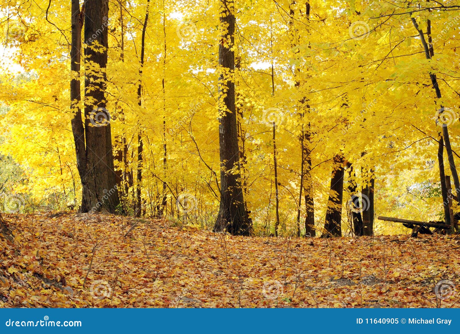 Trail through Yellow Autumn Trees Stock Image - Image of magnificent ...