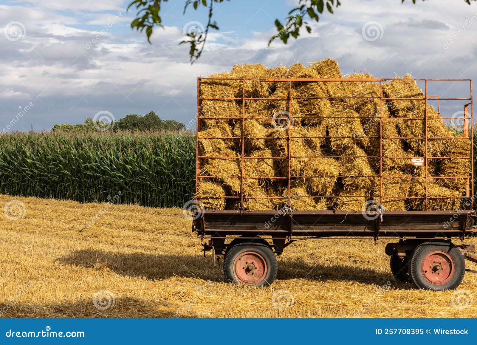 Trailer Full with Straw Bales in the Corn Field Stock Image - Image of ...