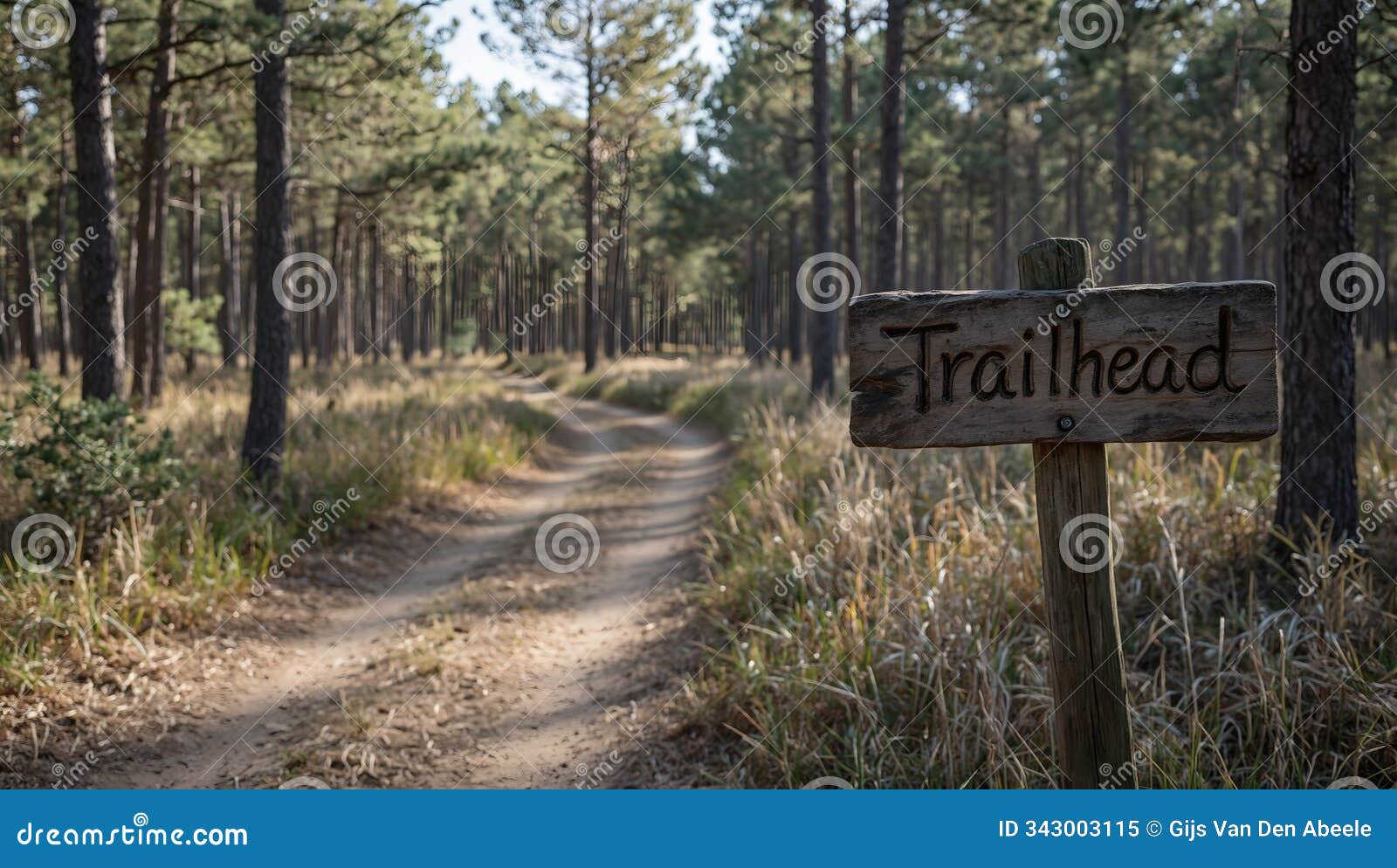 Trailhead Sign on Post at Forest Path Entrance Sunlight Filtering ...