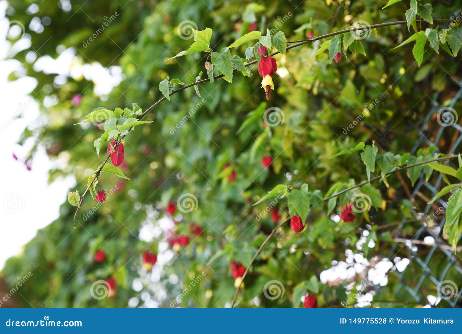 Trailing abutilon stock photo. Image of botanical, hanging - 149775528